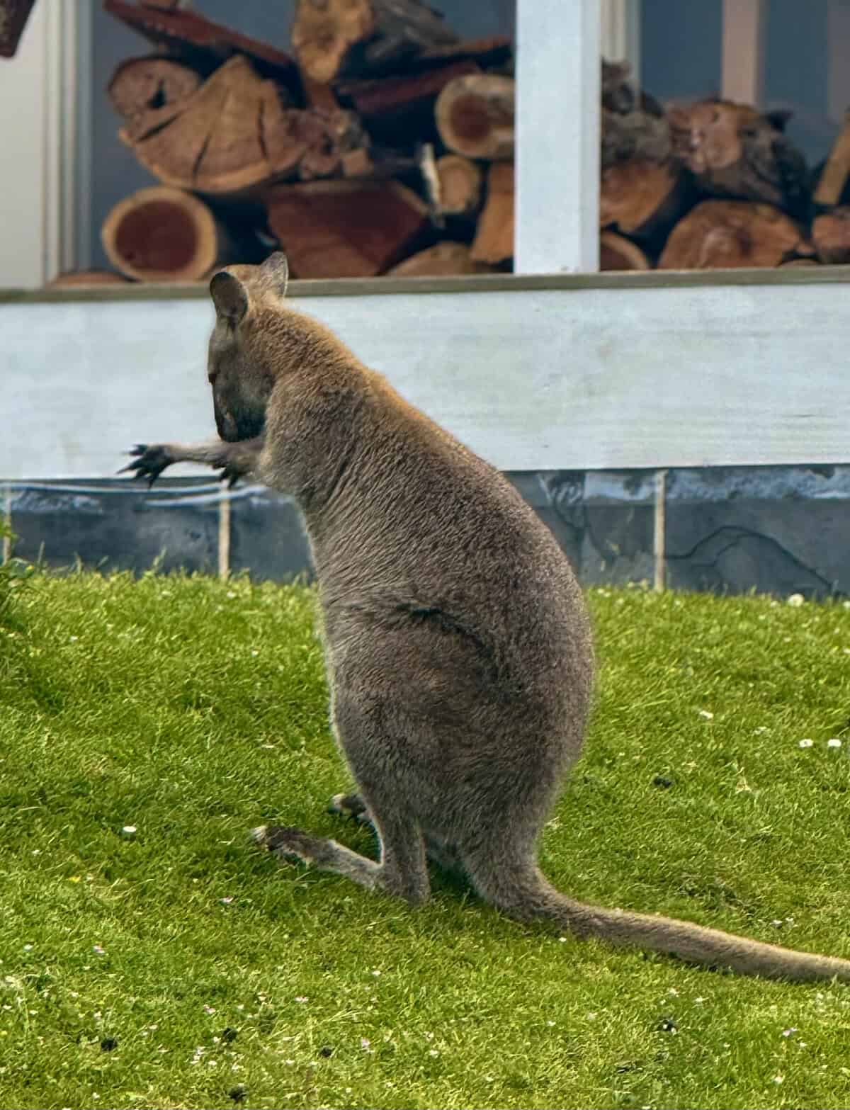 King Island Itinerary: A 4-Day Guide to one of Australia's Underrated ...